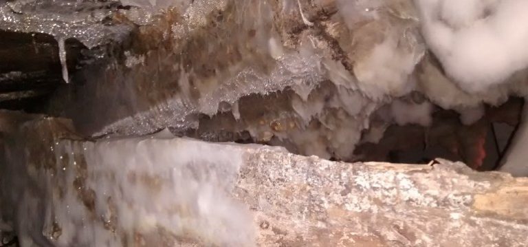 The Hidden Invader: Understanding Dry Rot and Where It Thrives