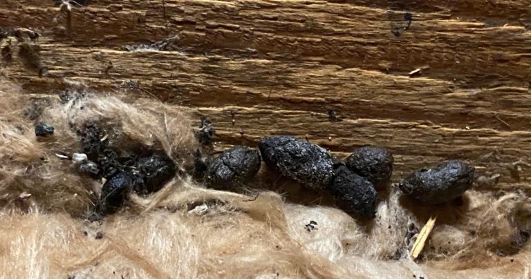 The Scoop on Poop: Identifying Rat Droppings in Your Home - deBugged