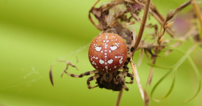 A Guide to Spiders in the UK: Identify Common Species | Rentokil - deBugged
