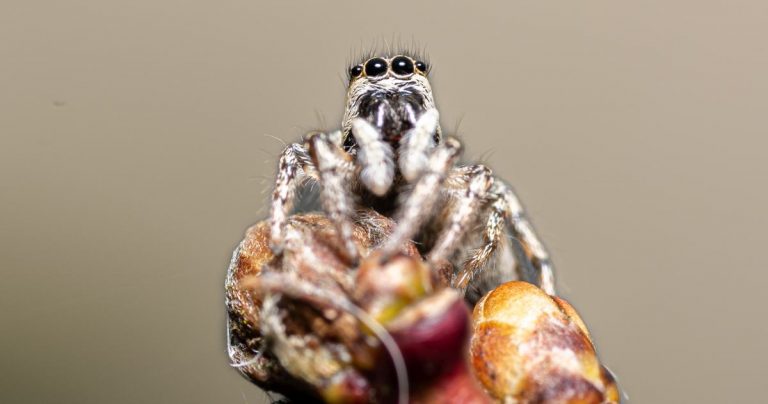 A Guide to Spiders in the UK: Identify Common Species | Rentokil - deBugged