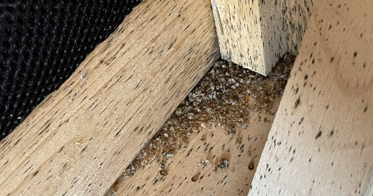 How to Get Rid of Bed Bugs in Your Flat | Pest Control